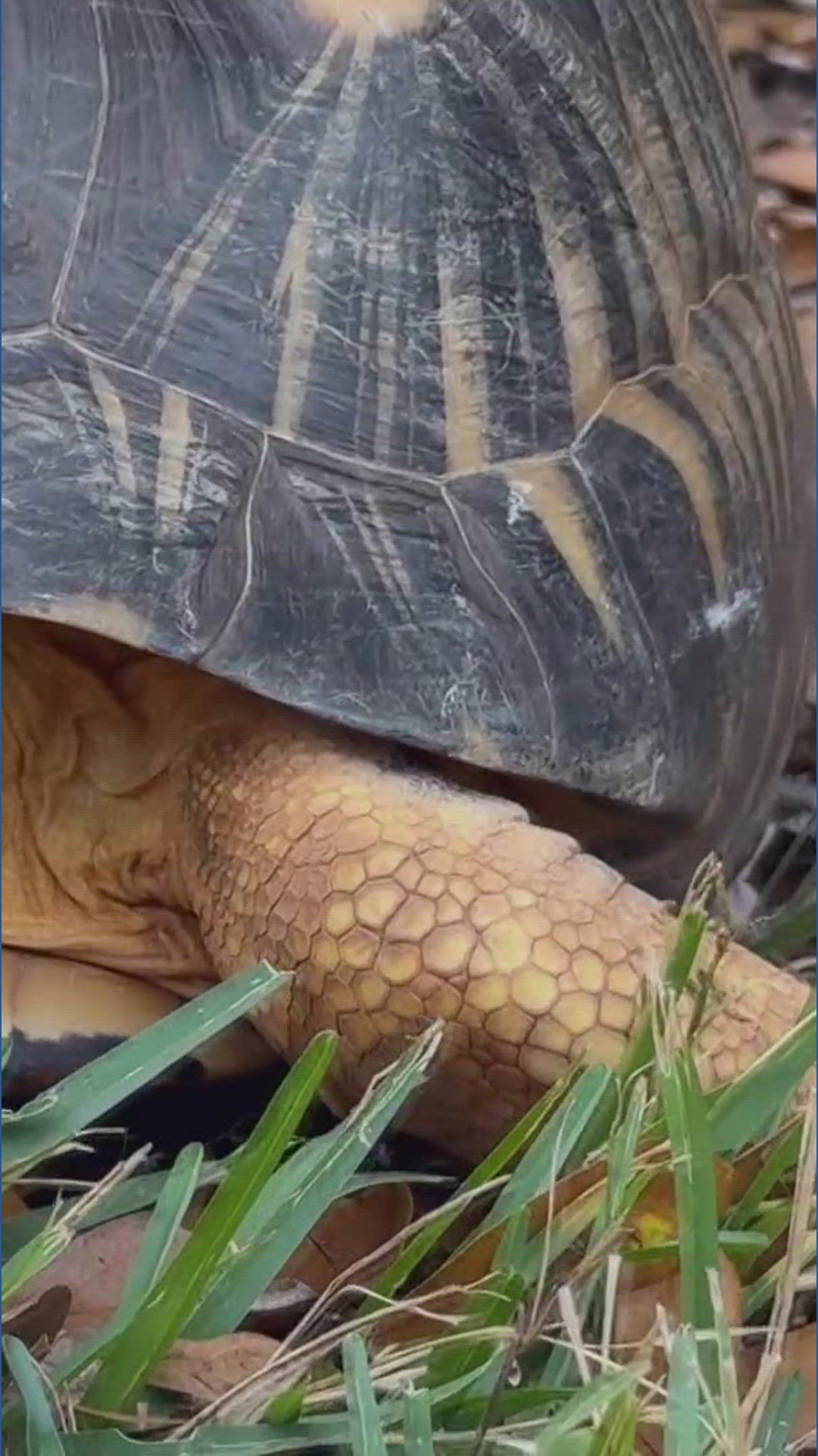 EXPLORING THE CALDWELL ZOO: Rupert the radiated tortoise finds safe ...