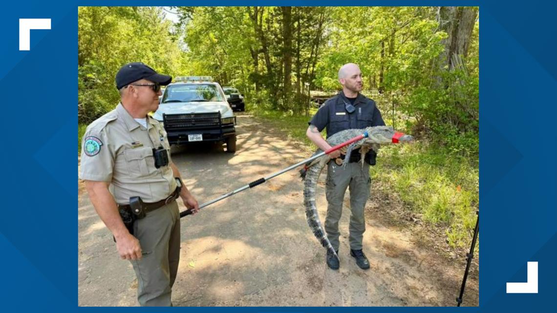 Kevin, alligator that lived in Longview creek, relocated to Sabine ...