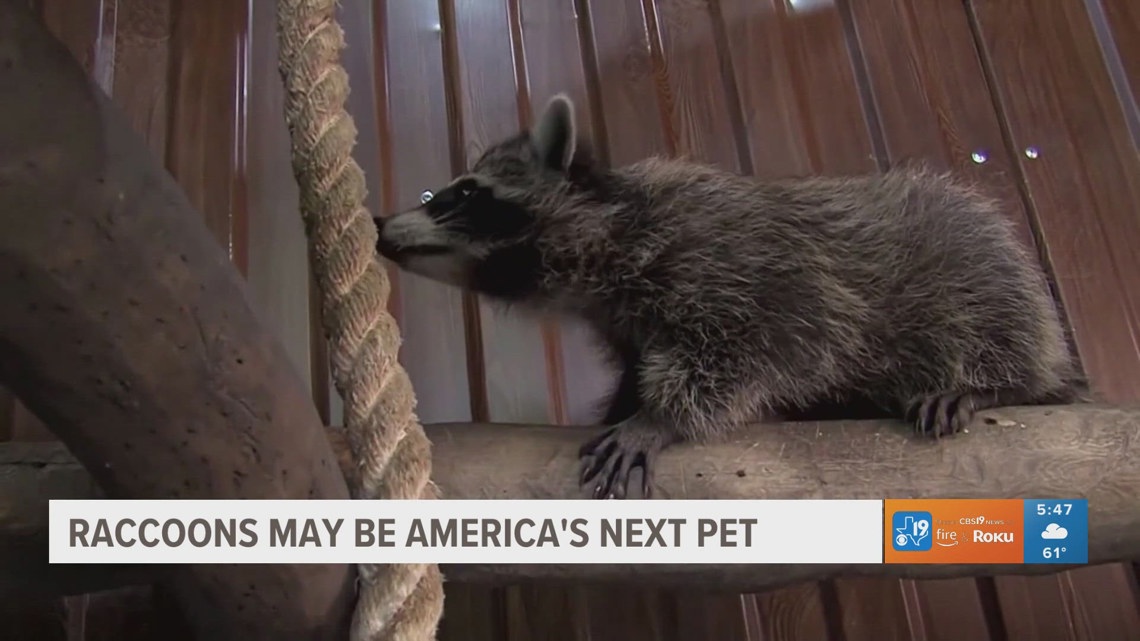 Raccoons may be America's next pet | cbs19.tv