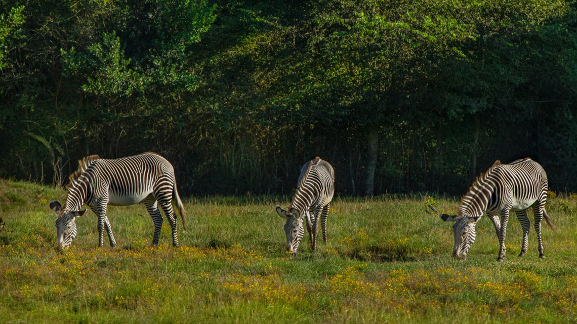 Tyler zoo confirms death of zebra battling illness | cbs19.tv