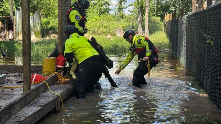 East Texas firefighters rescue horse that fell into abandoned septic ...