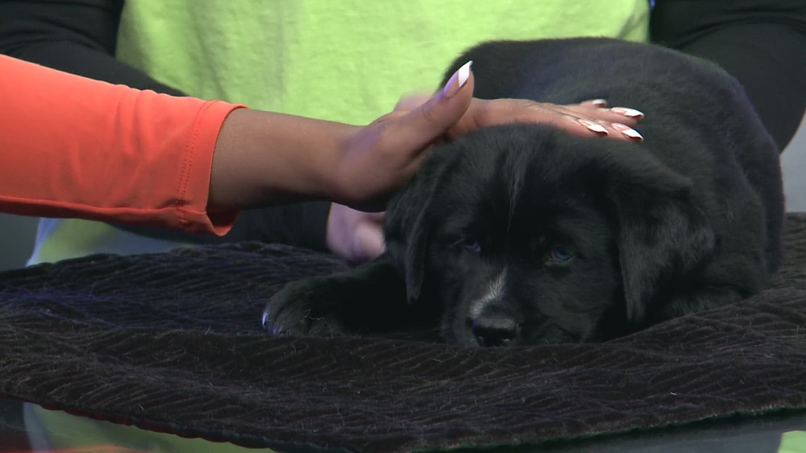 TUESDAY TAILS: Meet Zeus from the SPCA of East Texas | cbs19.tv