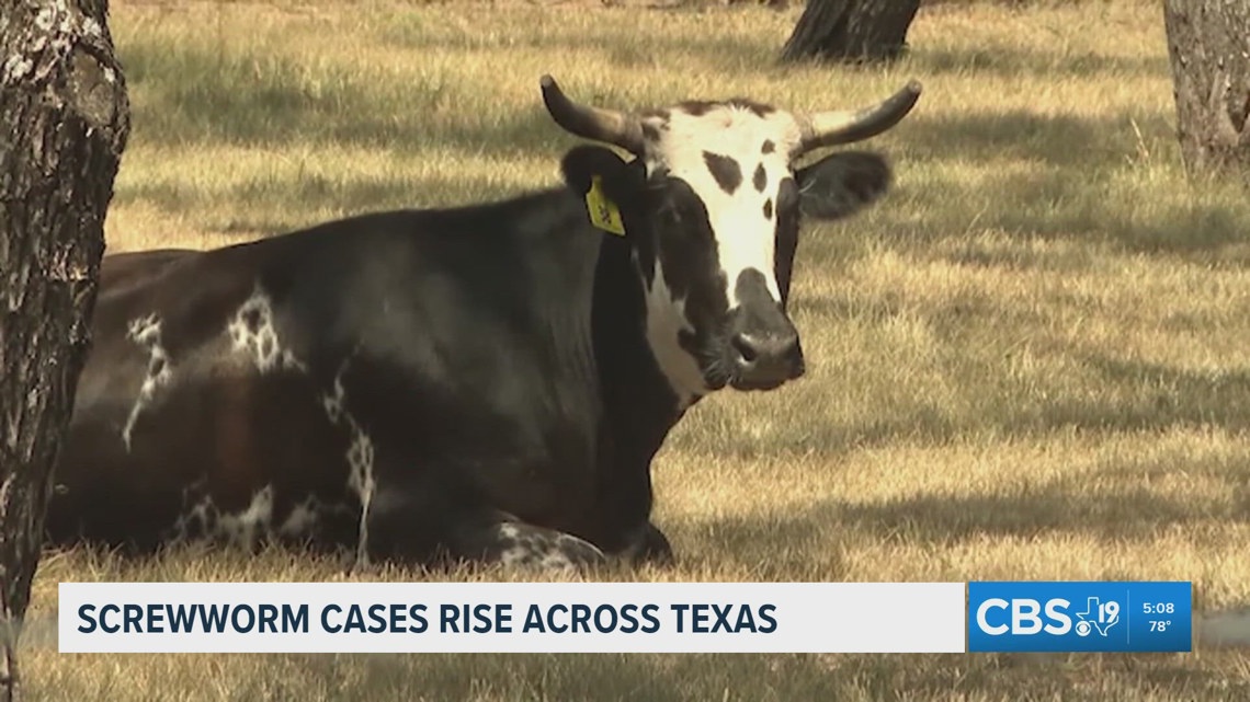 New World Screwworm cases rise across Texas, prompting expanded ...