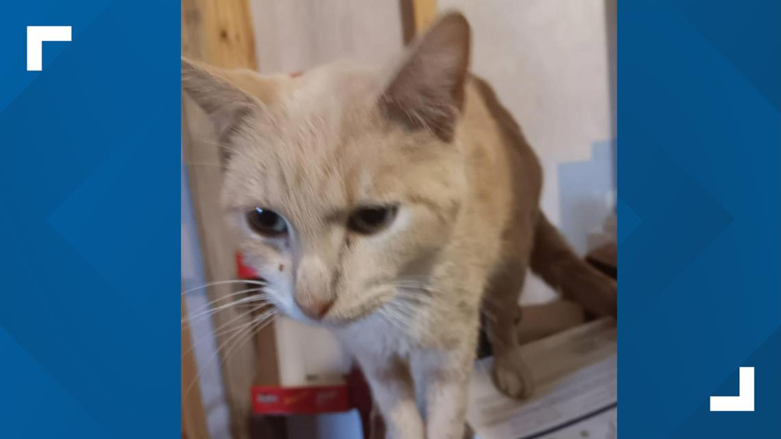 Cat found taped inside box at Texas gas station adopted | cbs19.tv
