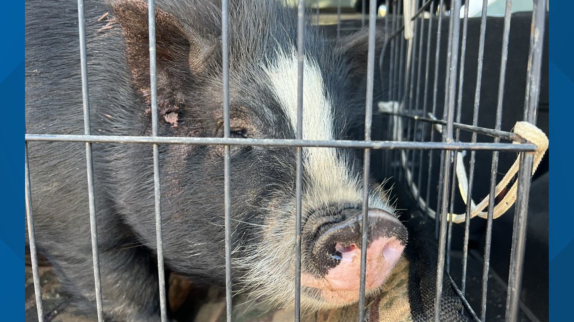 'Notorious P.I.G.' finds forever home | cbs19.tv