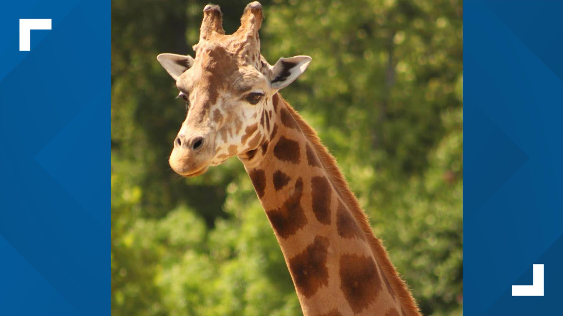 Caldwell Zoo mourns loss of its giraffe | cbs19.tv