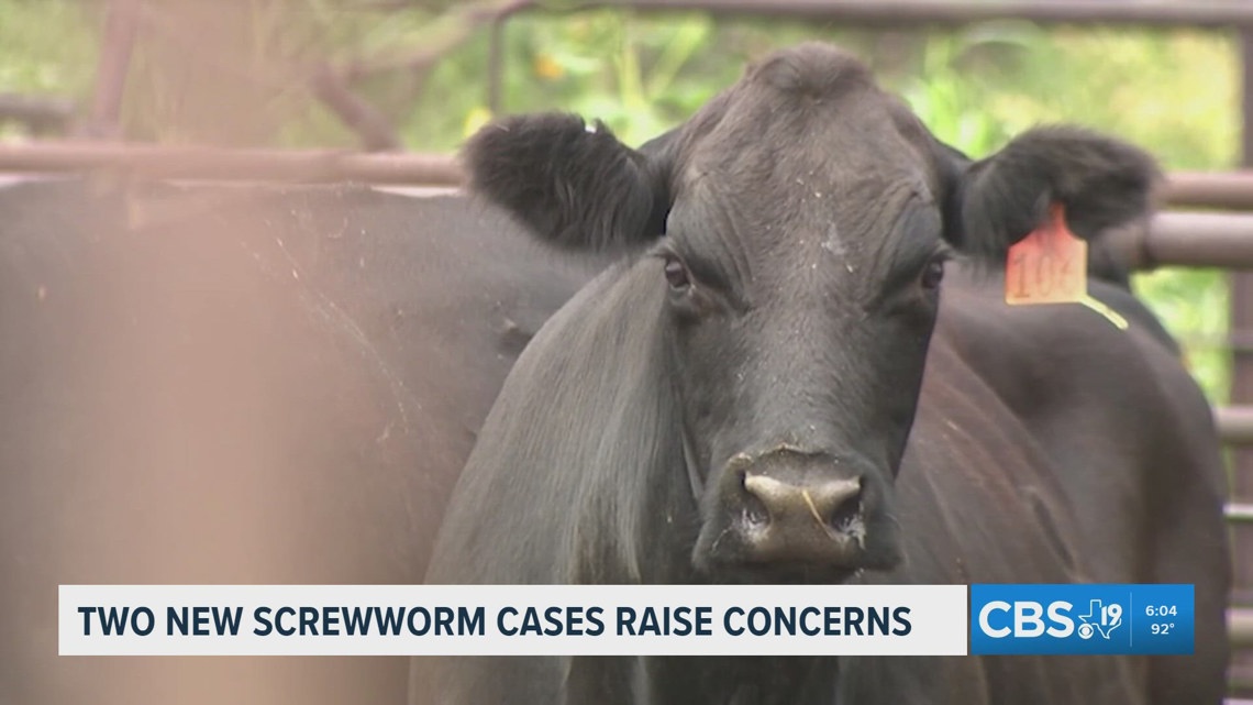 Officials warn screwworm cases in Texas could threaten cattle industry ...