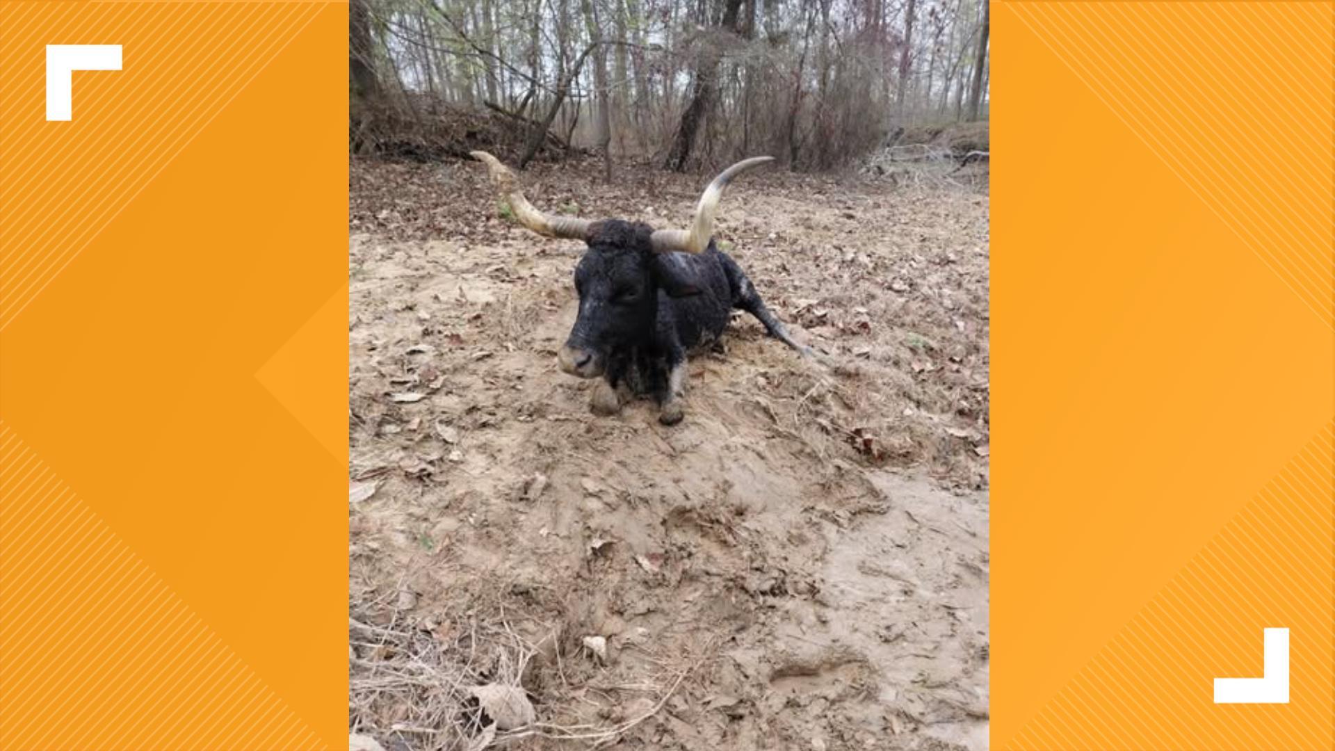 Texas Task Force 1 rescues trapped Longhorn from deep mud in Longview ...
