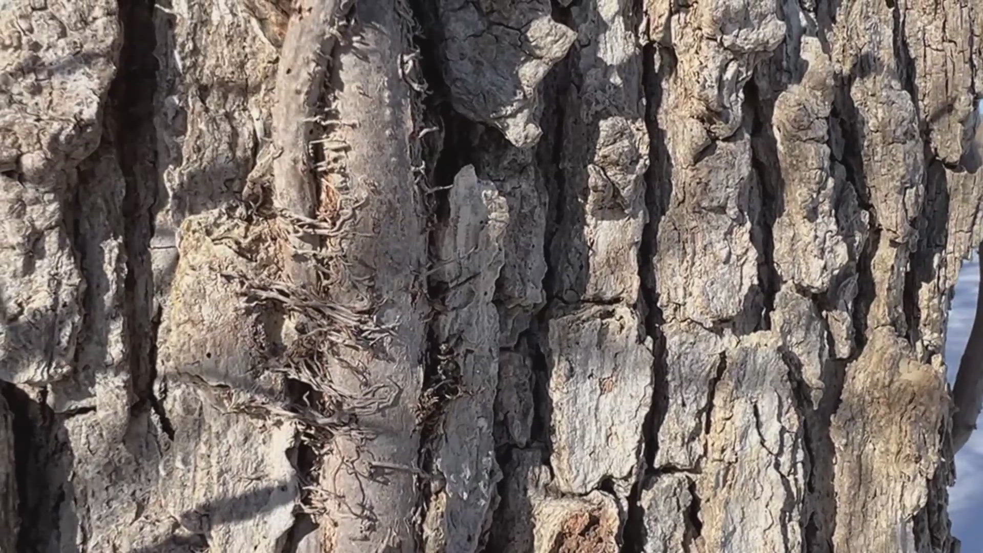Are trees really exploding during winter weather? | cbs19.tv