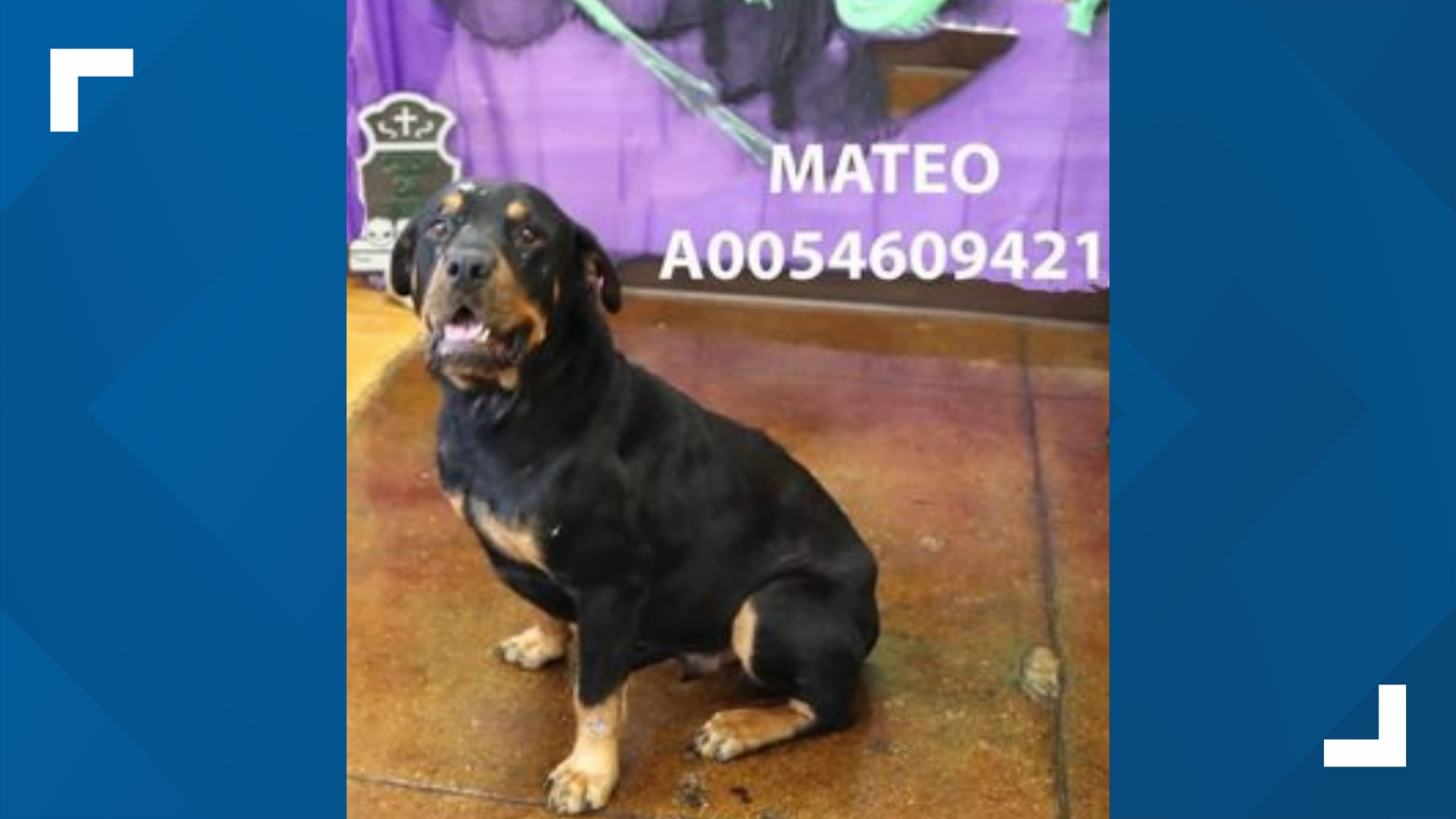 Shelter dog in danger of getting euthanized needs help | cbs19.tv