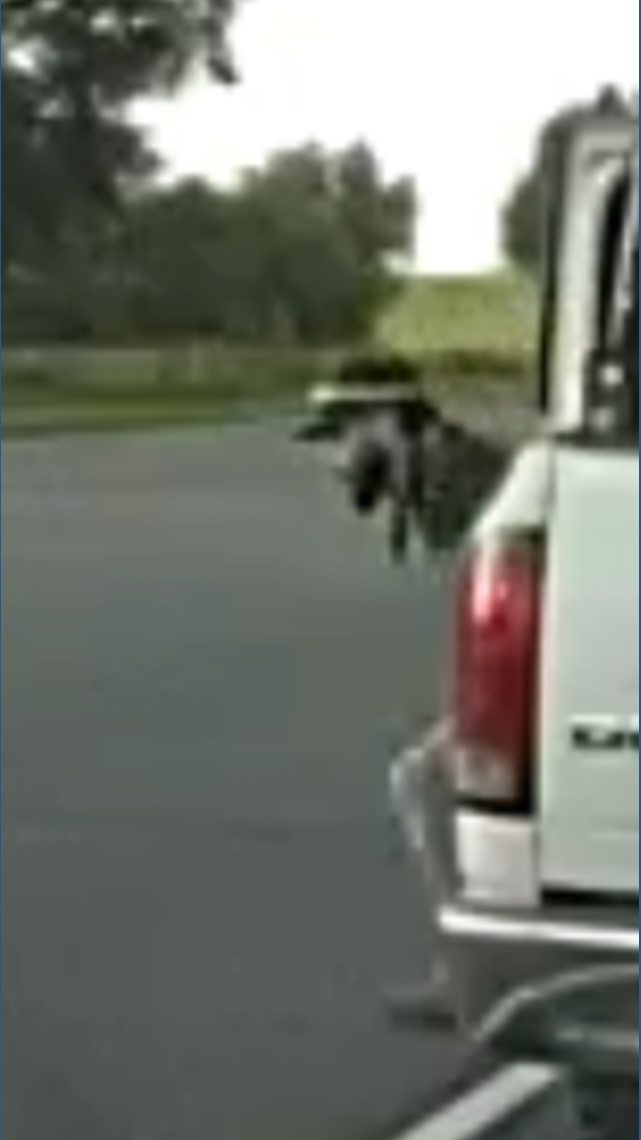 OFFICIALS: 8 taken into ICE custody, 1 other on the run after traffic ...