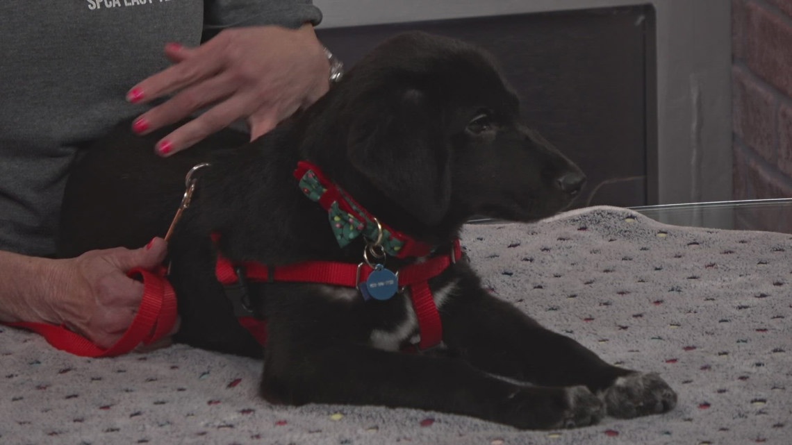 TUESDAY TAILS: Meet Lorenzo from the SPCA of East Texas | cbs19.tv