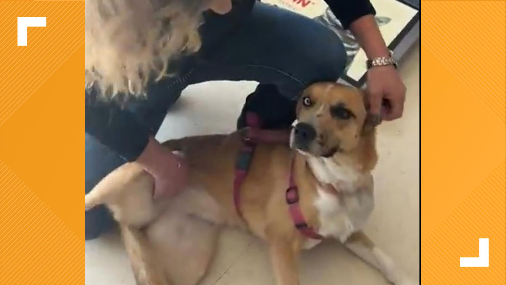 Texas dog found with collar embedded in its neck to make full recovery ...