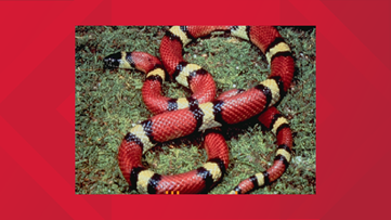 YOU SHOULD KNOW: Venomous vs. Non-venomous snakes in Texas | cbs19.tv