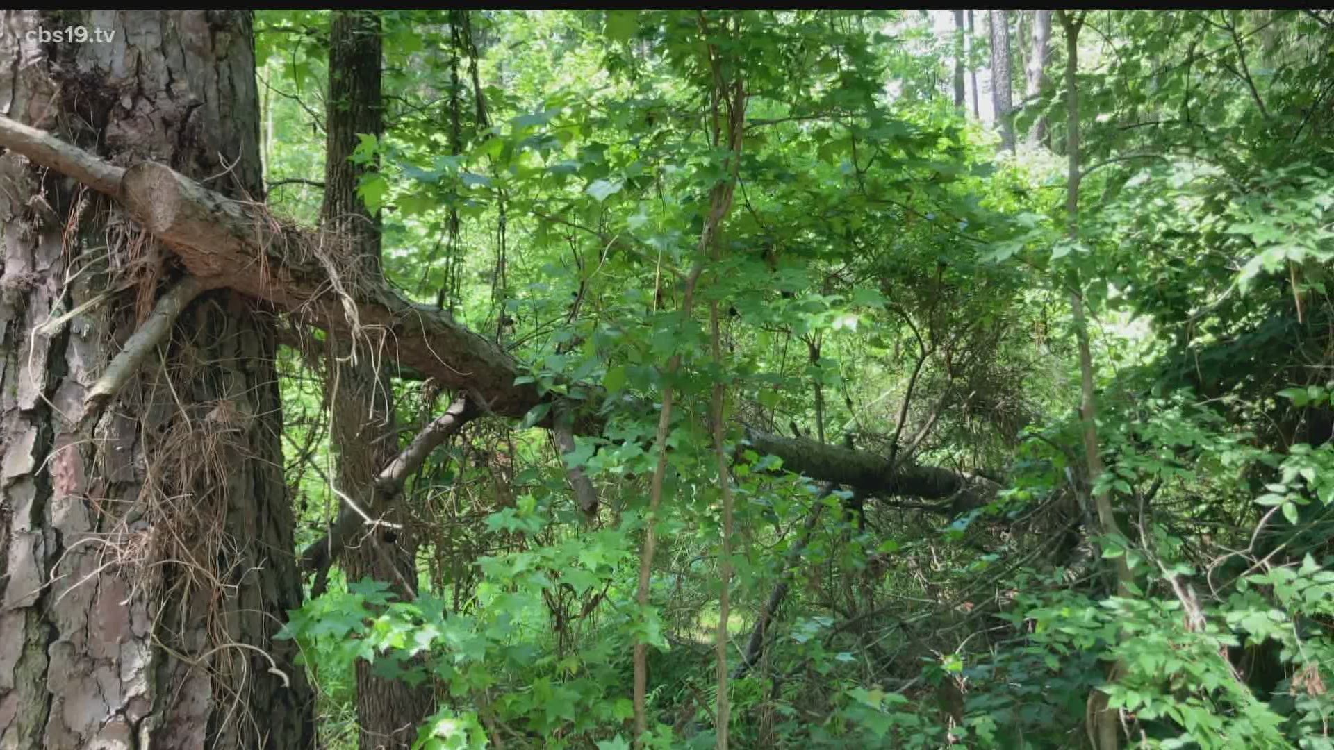 Heavy rain, saturated soil impacts trees | cbs19.tv