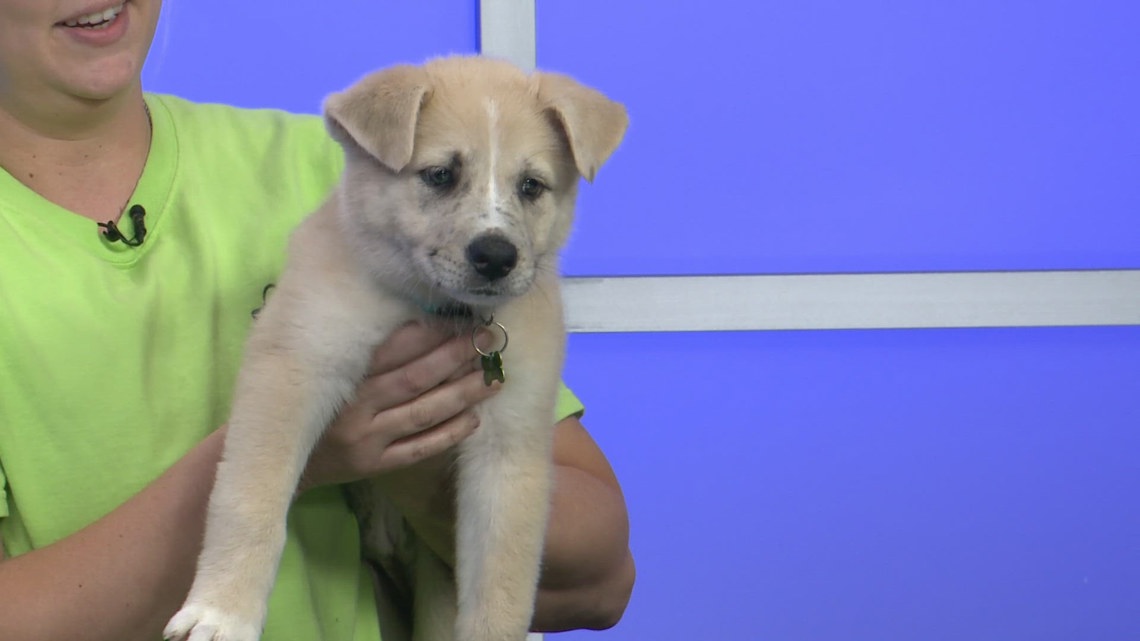 TUESDAY TAILS: Meet Lena from the SPCA of East Texas | cbs19.tv
