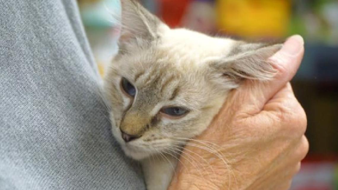 Animal advocates accuse now-defunct East Texas rescue of abuse | cbs19.tv