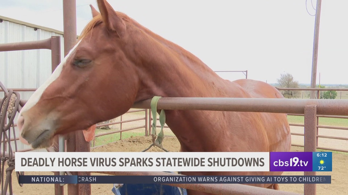 Deadly horse virus sparks statewide shutdowns including in East Texas ...
