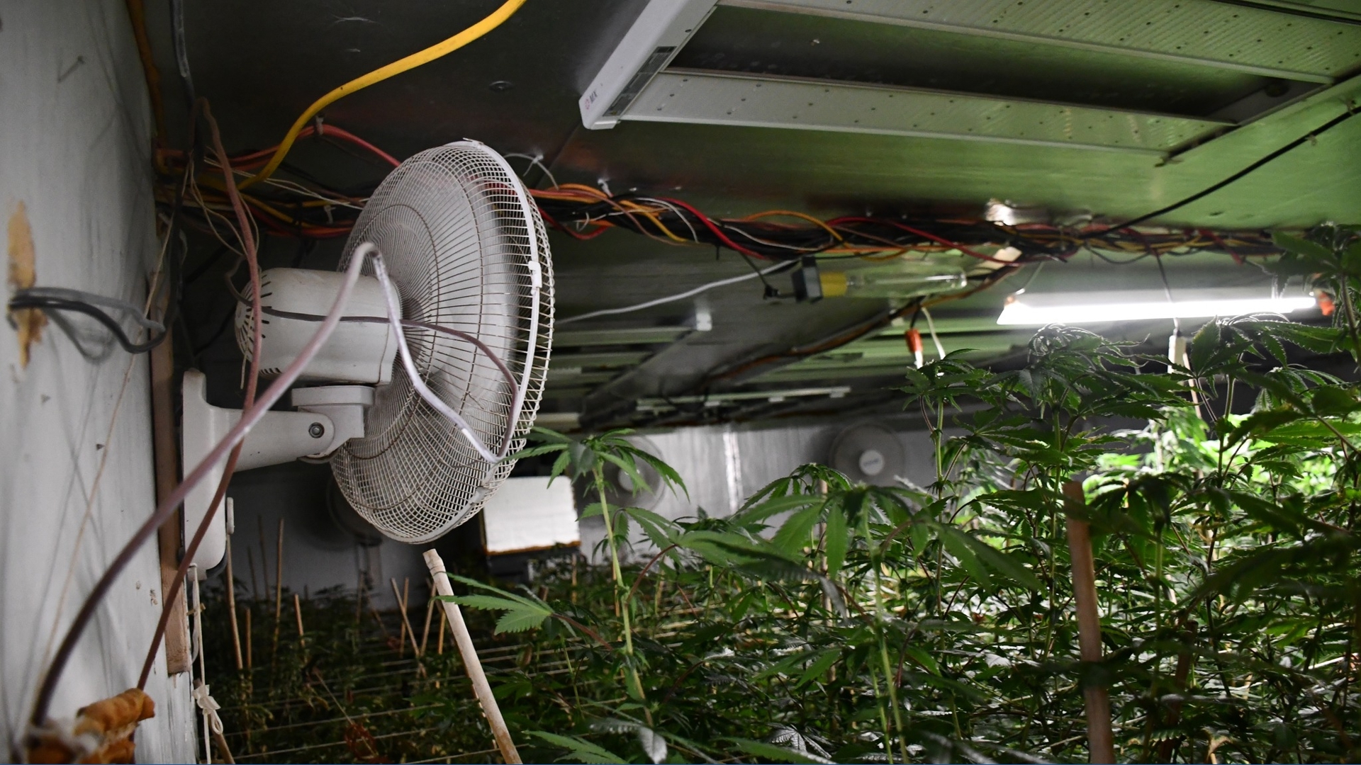 Polk County investigators uncover large indoor marijuana cultivation ...