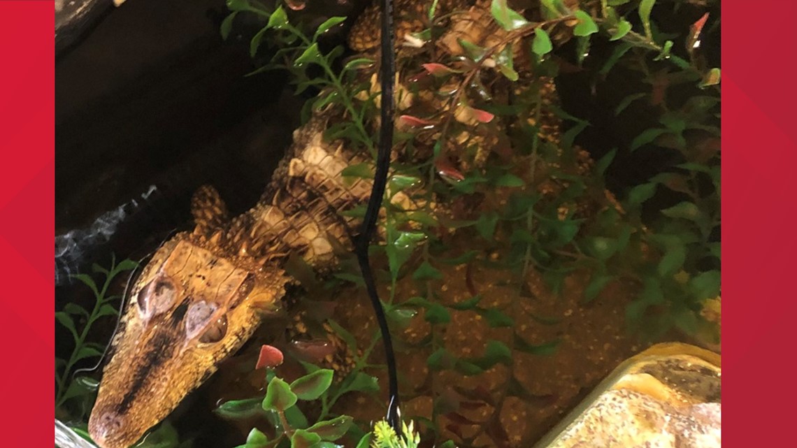 Alligator rescued, drugs seized at Kilgore residence | cbs19.tv