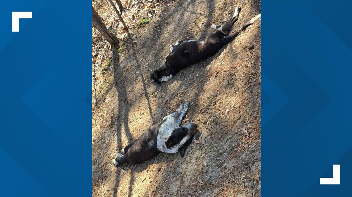 Smith County Sheriff's Office investigating case of 2 dead dogs | cbs19.tv