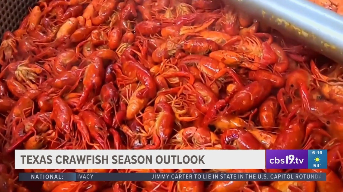 Texas crawfish expected to be much cheaper than previous year | cbs19.tv