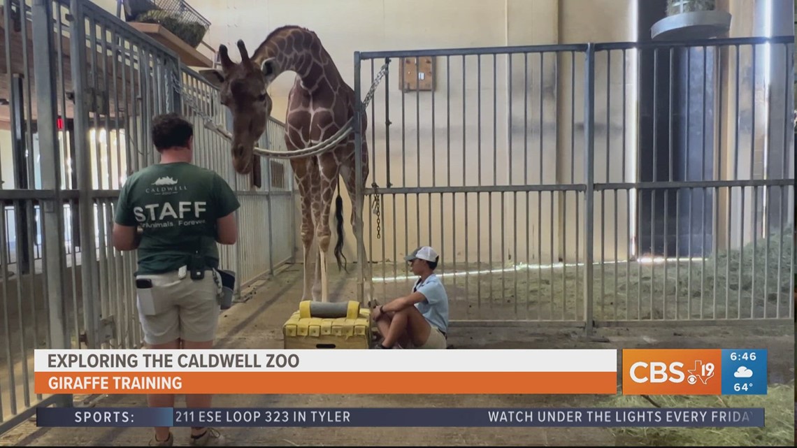EXPLORING THE CLADWELL ZOO: Looking at giraffe grooming | cbs19.tv