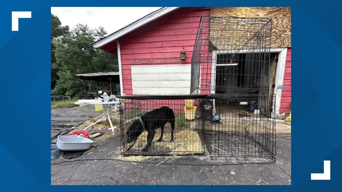 Animal Rescue Corps removes 60 dogs from East Texas animal rescue ...