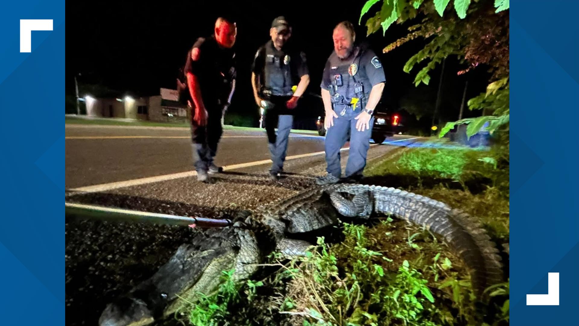 Officials safely escort alligator from Texas town to Sabine River ...