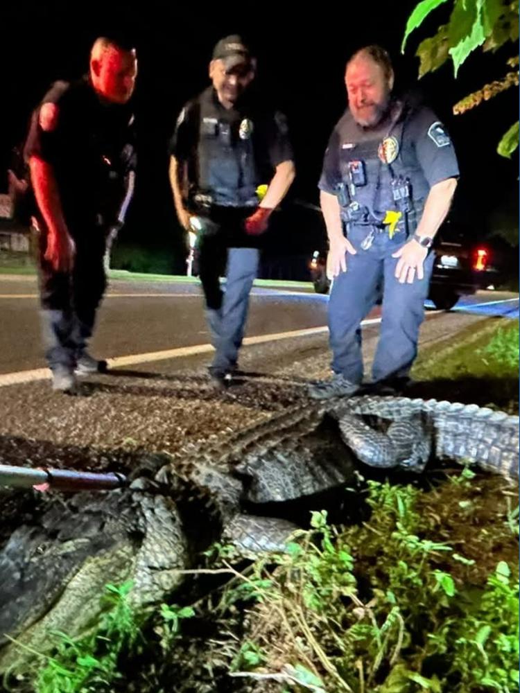 Officials safely escort alligator from Texas town to Sabine River ...