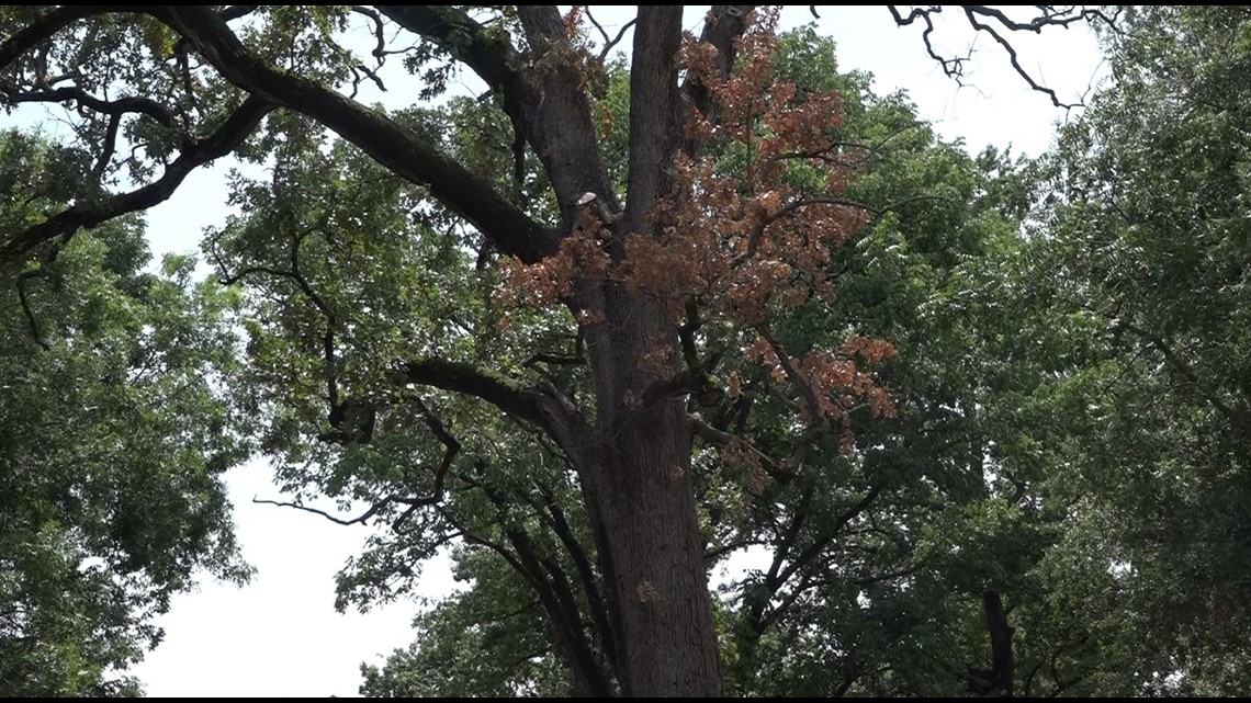 Extreme heat and limited rain can have a huge impact on trees | cbs19.tv