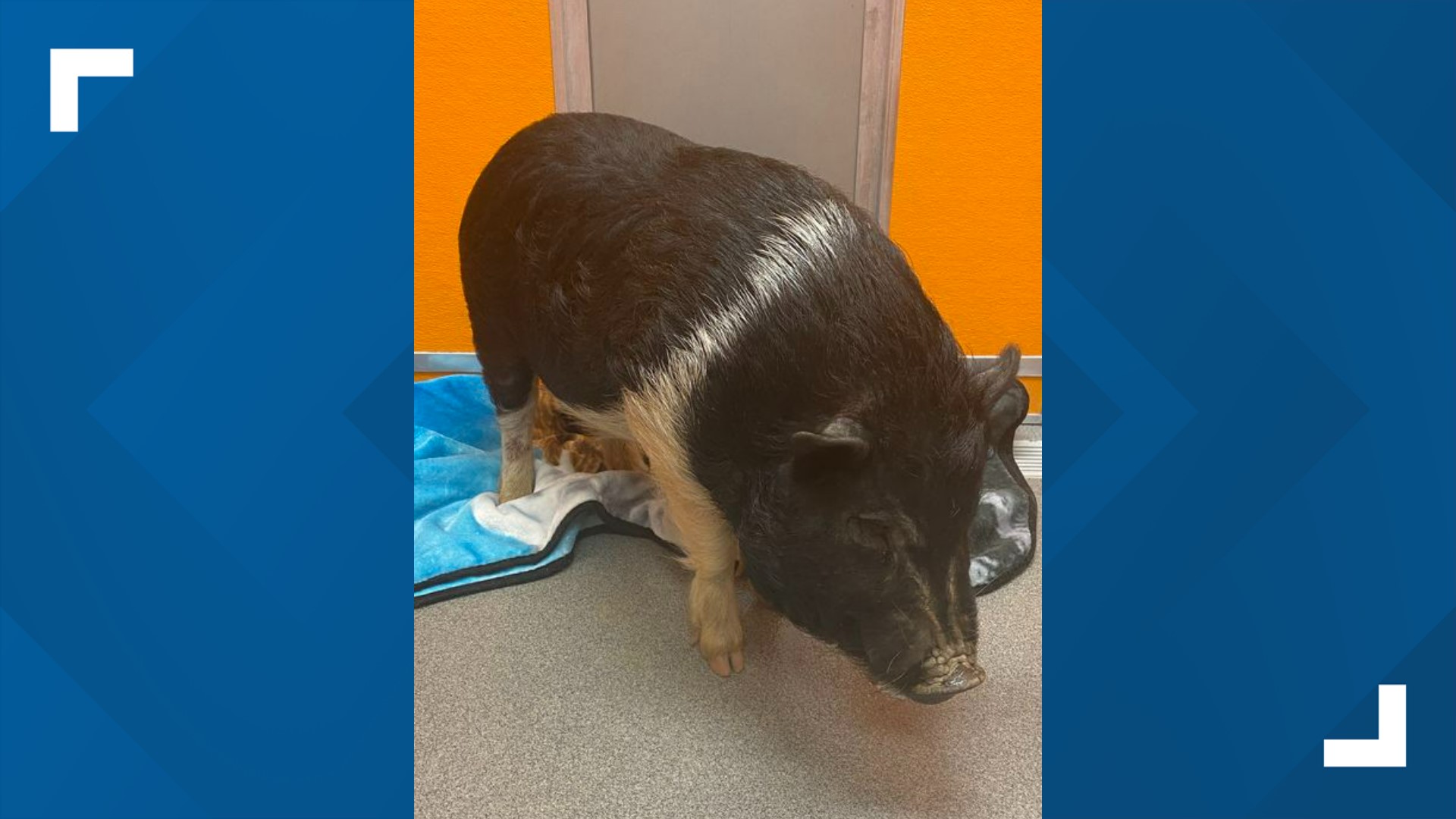 That's some pig! Do you know who this pig belongs to? It was picked up ...