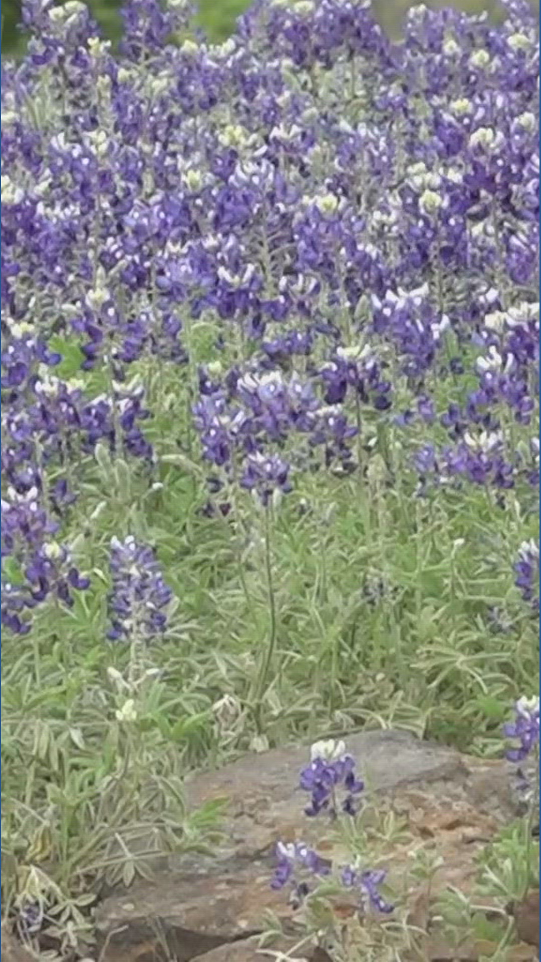 East Texas Bluebonnets Bloom: When to See Them and Why They’re So ...