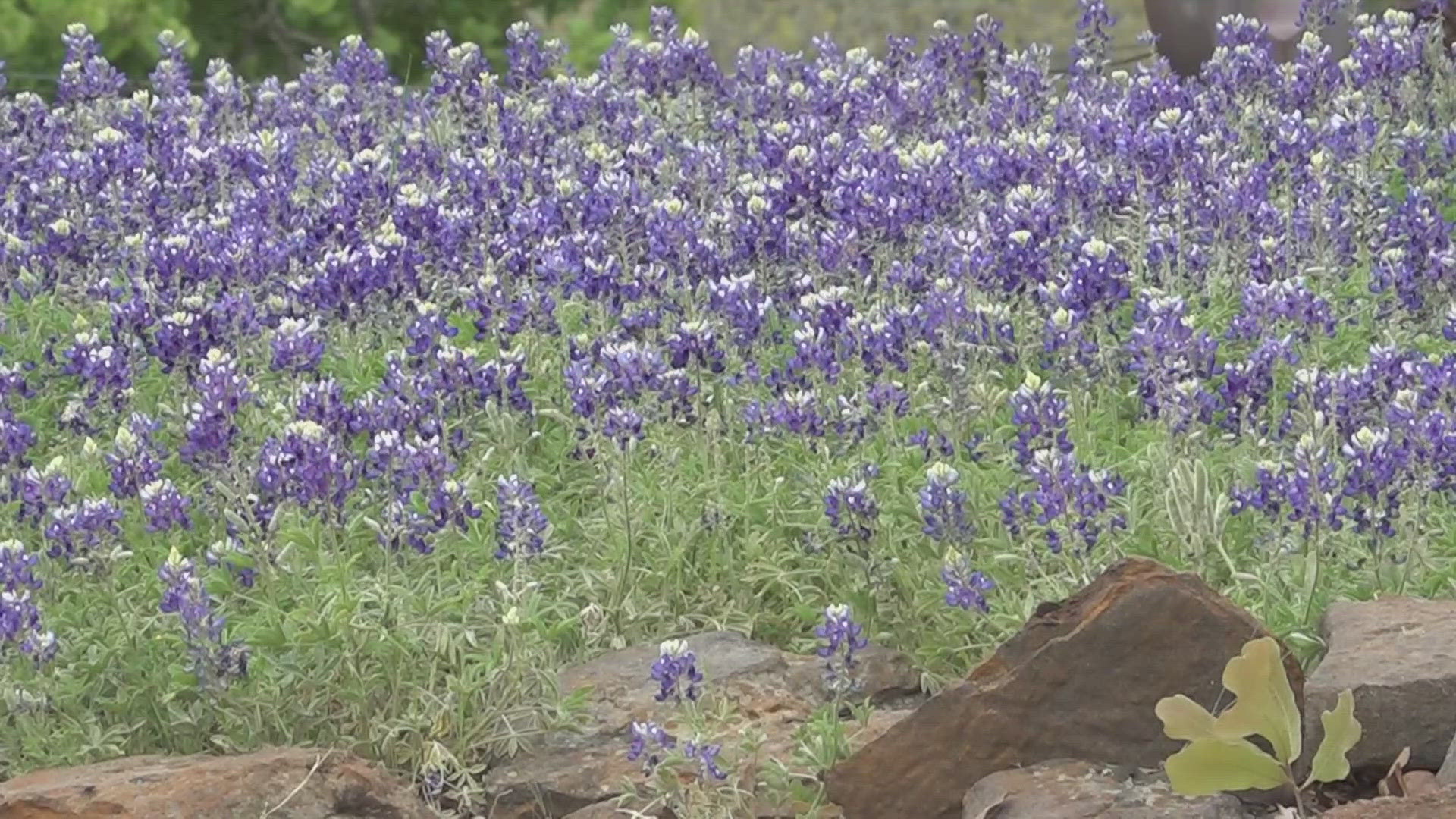 East Texas Bluebonnets Bloom: When to See Them and Why They’re So ...