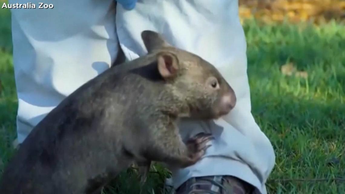 WATCH: American 'influencer' filmed snatching baby wombat from mother ...