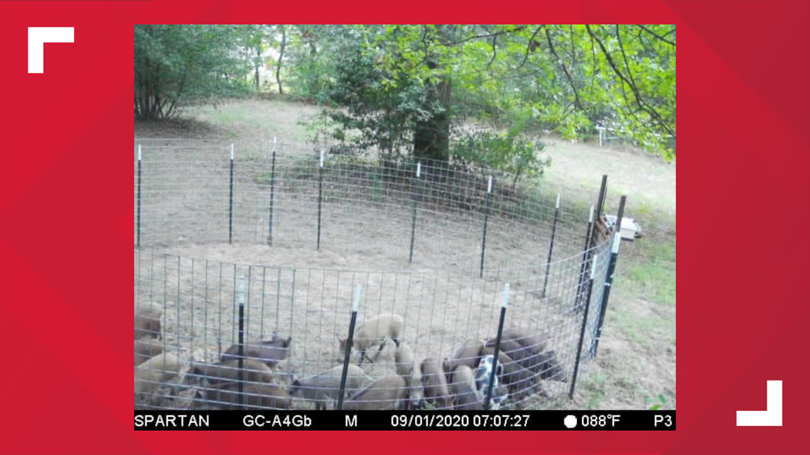 East Texas police chief tackling wild hog issue in city | cbs19.tv