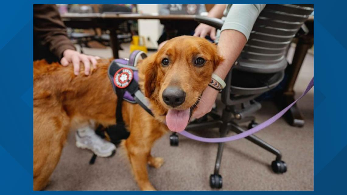 SFA offers therapy with Rudy the golden retriever | cbs19.tv