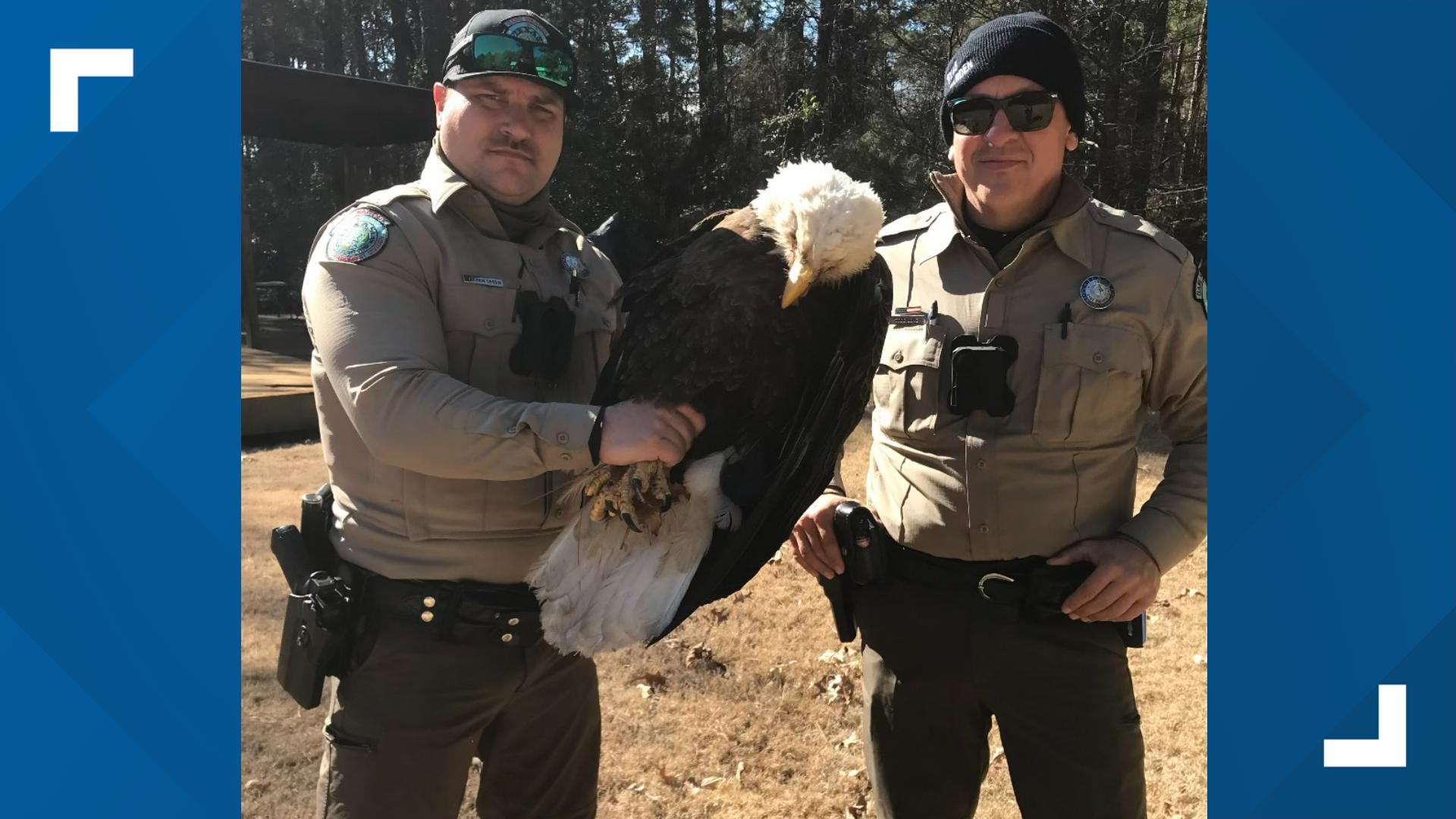 Texas game wardens rescue injured bald eagle found in backyard | cbs19.tv