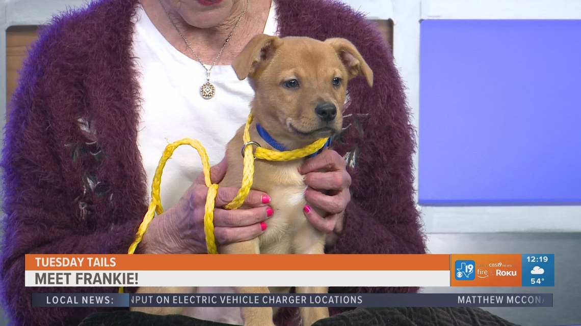 TUESDAY TAILS: Meet Frankie from the SPCA of East Texas | cbs19.tv