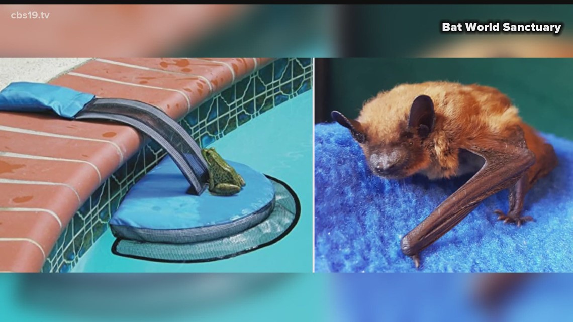 "Frog Logs" could save hundreds of critters from drowning, pools | cbs19.tv