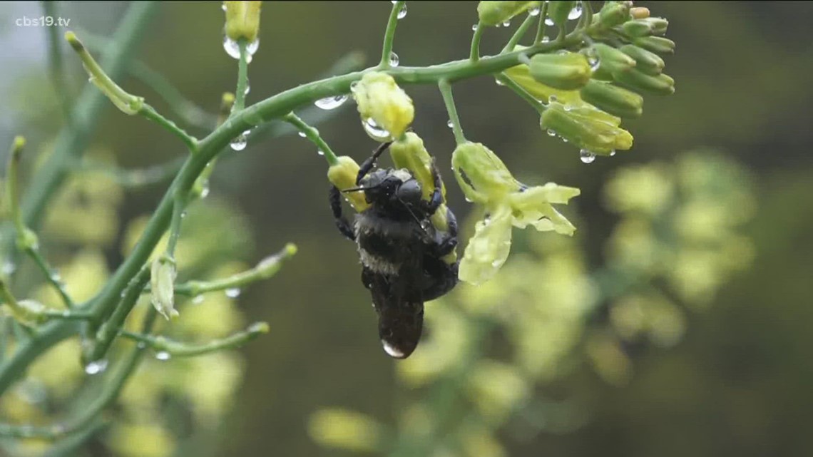 Cults, controversy and kidnapping: The Kelly Wilson case | cbs19.tv