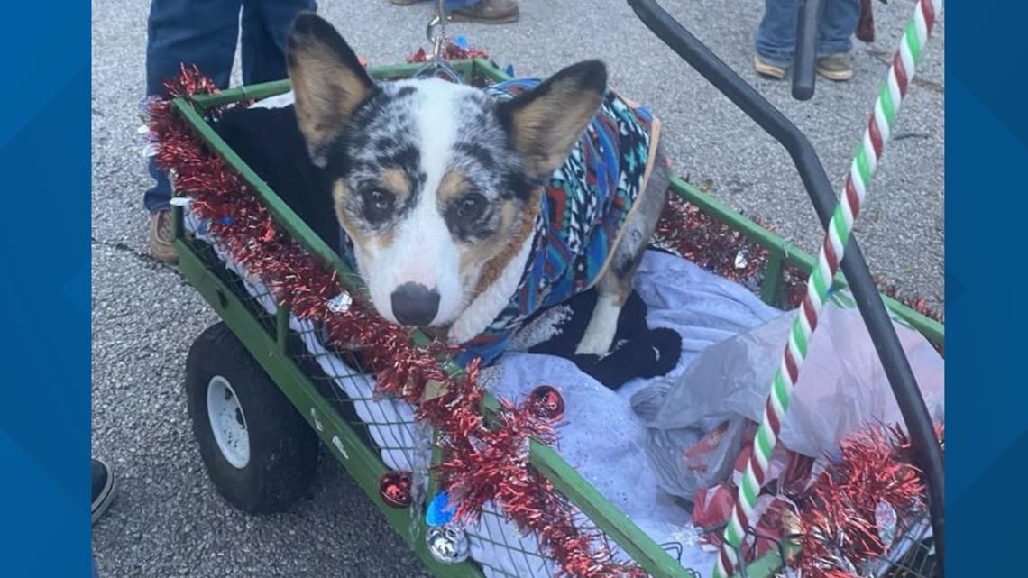 Pack of Corgis spread joy at East Texas Christmas parade | cbs19.tv