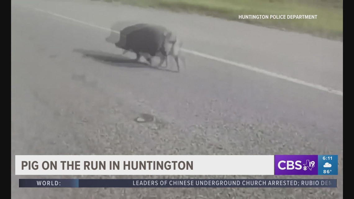 Potbellied pig leads East Texas officer on hog-wild chase down highway ...