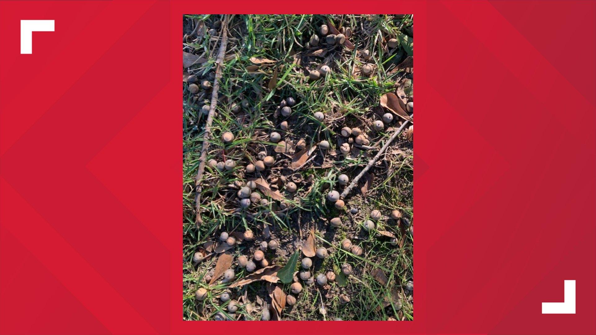 Acorns predict upcoming winter weather for this season | cbs19.tv