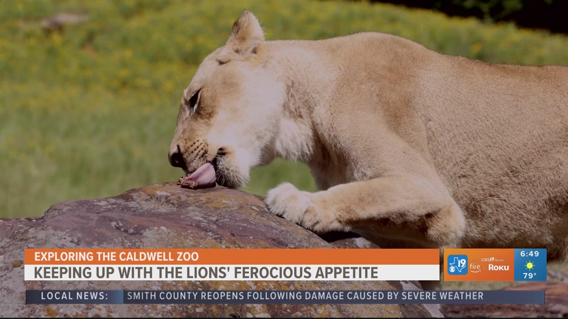 Keeping up with lions' ferocious appetite at Caldwell Zoo | cbs19.tv