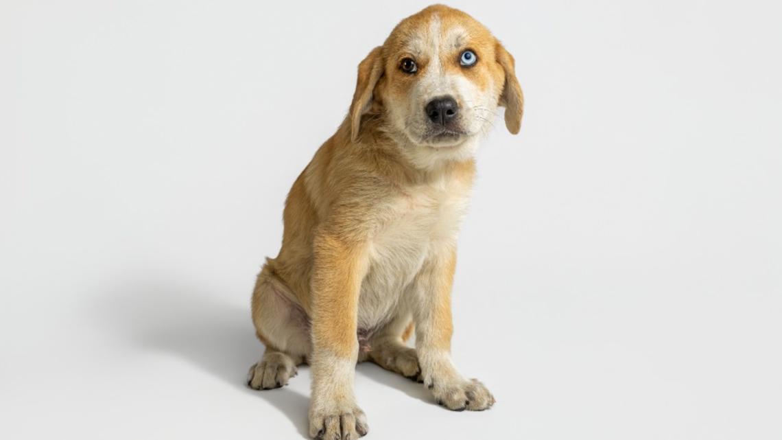TUESDAY TAILS: Meet Camilo from the SPCA of East Texas | cbs19.tv