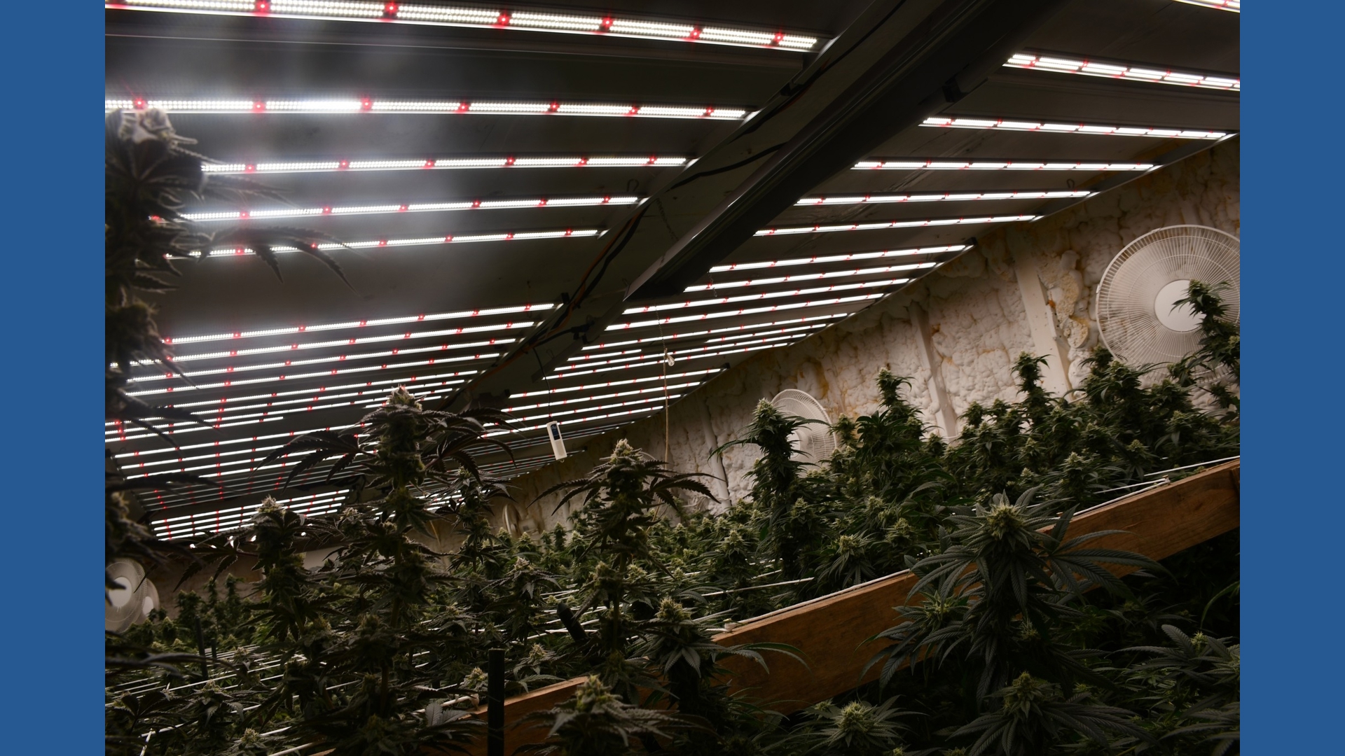 Polk County investigators uncover large indoor marijuana cultivation ...