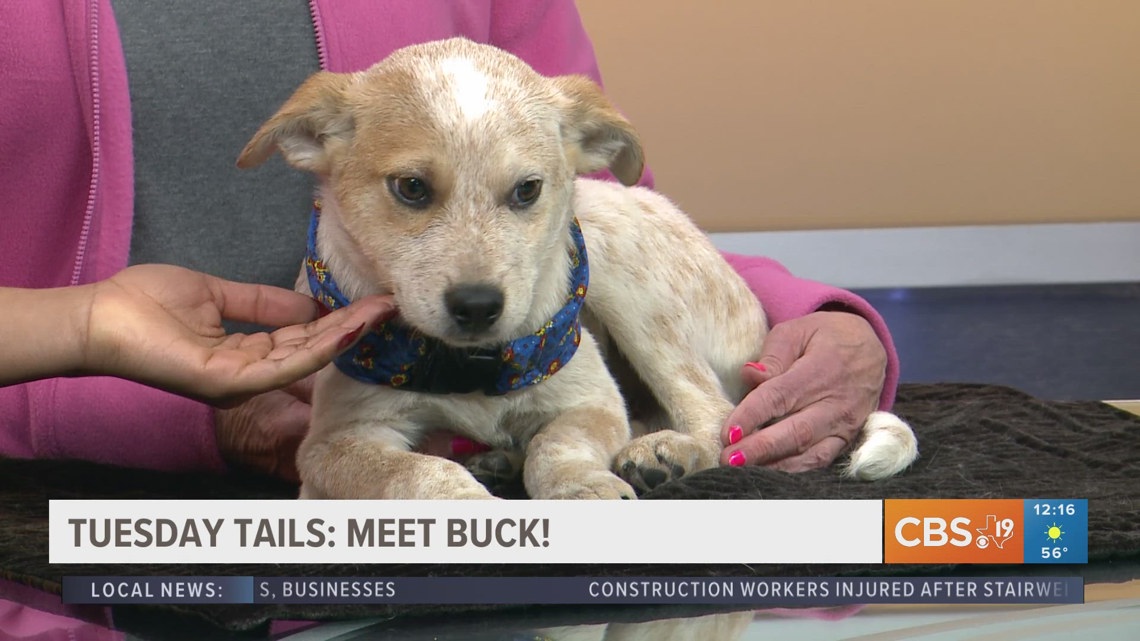 TUESDAY TAILS: Meet Buck from SPCA of East Texas | cbs19.tv