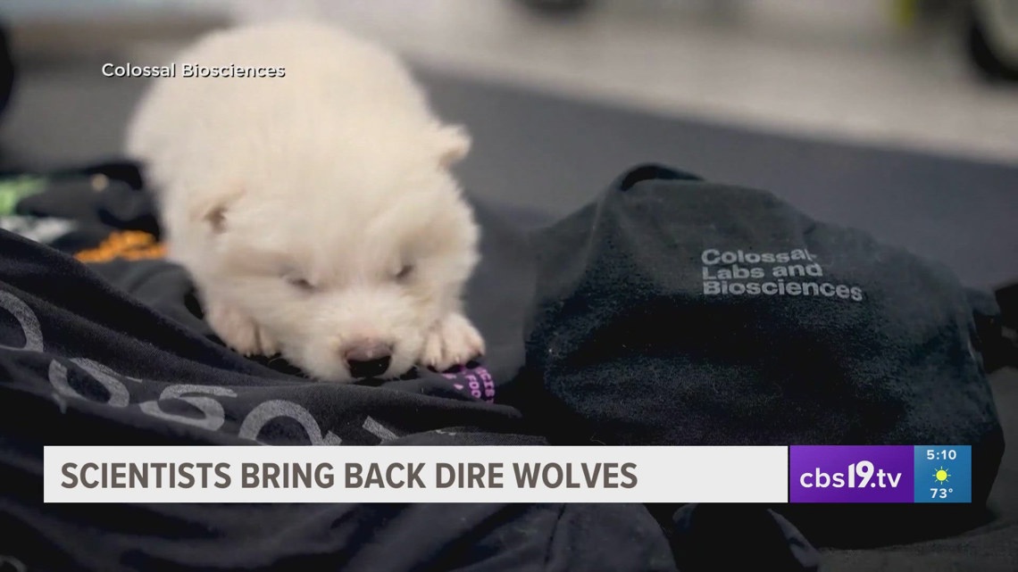 Scientists bring back extinct wolves | cbs19.tv