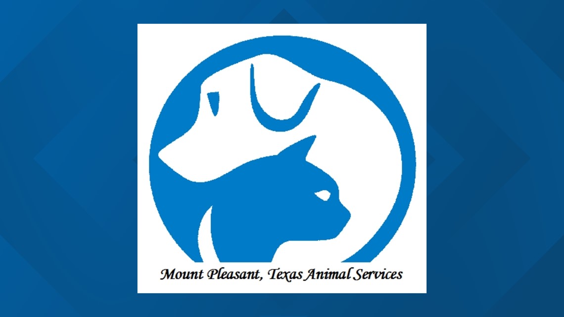 Mount Pleasant Animal Care offers free adoptions this Tuesday | cbs19.tv